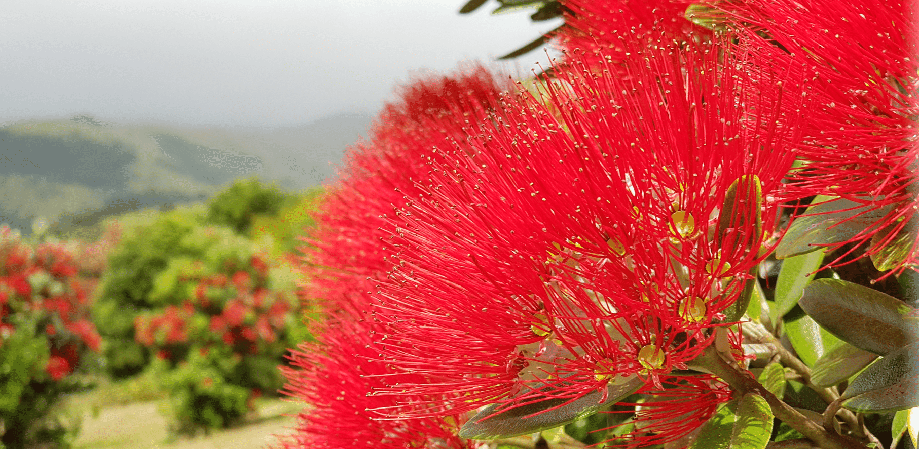 Rata Tree Tall Broadleaf Trees – Te Ara Encyclopedia Of New Zealand